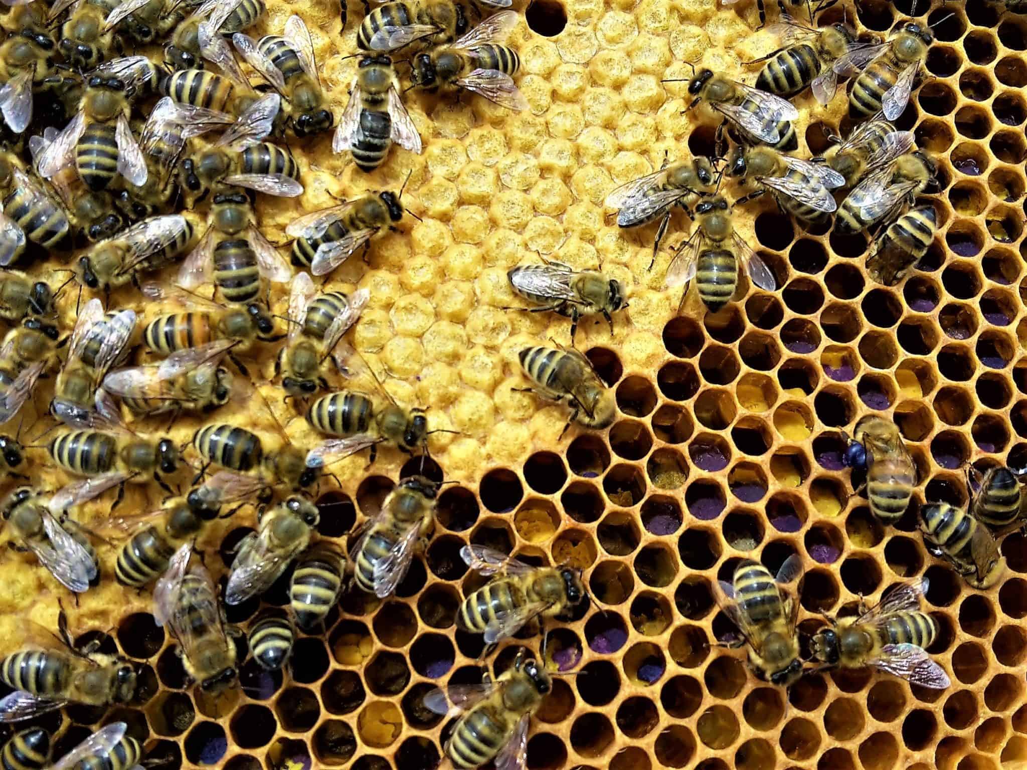 Bienen-Waben-Brutwabe-Pröbstle – Pröbstle Biohof GbR